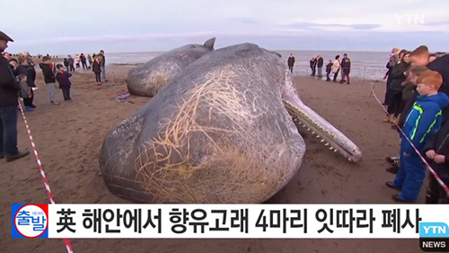 향유고래 특징, 사람 머리가 흰색으로 변하는 것처럼...::민중의소리
